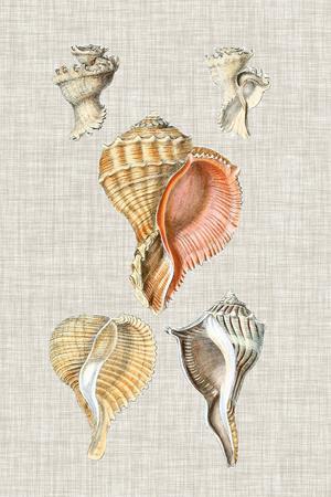 'Antique Shells on Linen VI' Art Print - Vision Studio | Art.com