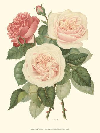 'Vintage Roses II' Art Print - Vision Studio | Art.com