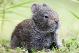 'Volcano Rabbit (Romerolagus Diazi) Milpa Alta Forest' Photographic ...