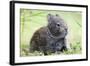 'Volcano Rabbit (Romerolagus Diazi) Milpa Alta Forest' Photographic ...