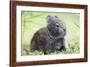 'Volcano Rabbit (Romerolagus Diazi) Milpa Alta Forest' Photographic ...