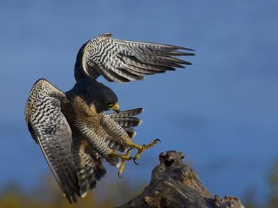 'Peregrine Falcon Landing' Photographic Print - W^ Perry Conway | Art.com