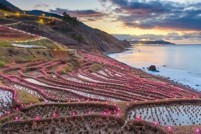 'Wajima, Japan at Shiroyone Senmaida Rice Terraces' Photo | Art.com