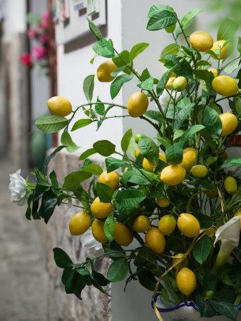 'Lemons, Positano, Amalfi Coast, Campania, Italy' Photographic Print ...