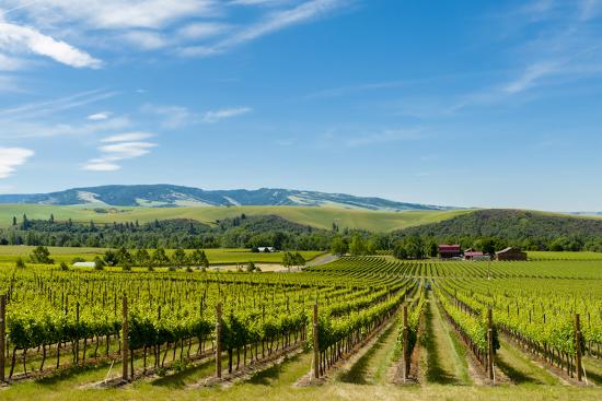 Washington State, Walla Walla. Vineyard in Walla Walla Photographic ...