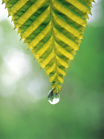 'Water Drop Falling From Leaf' Photographic Print | Art.com