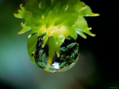 'Waterdrops' Photographic Print | Art.com