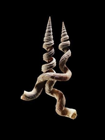 West-Indian worm-shell shells Photographic Print | Art.com