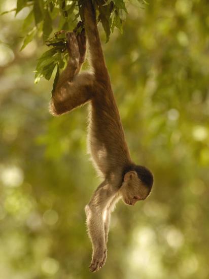 White-Fronted Capuchin Monkey Hanging From a Tree, Puerto Misahualli ...