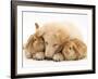 'White German Shepherd Dog Puppy and Sandy Lop Baby Rabbits ...