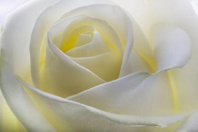 'White Rose' Photographic Print | Art.com