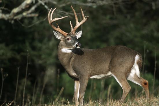 White-Tailed Deer 8-Point Buck Near Woods Great Smoky Mountains ...