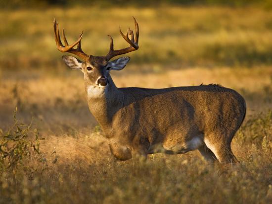 White-Tailed Deer in Autumn, South Texas, USA Photographic Print by ...