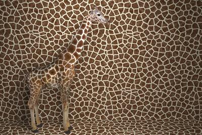 'Wild animal giraffe standing indoors' Art Print - Julia Garan | Art.com
