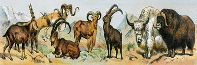 Wild Animals, Goat Breeds, Sheep, Antelope, Ibex, Yack, Musk Ox ...
