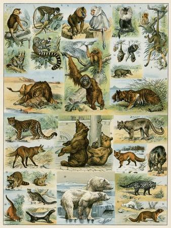 'Wild Animals in the World (Monkey, Lion, Panthere, Tiger, Leopard, Fox ...