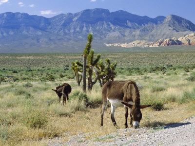 'Wild Mules, the Spring Mountains, Nevada, USA' Photographic Print ...