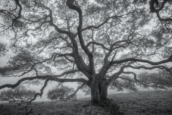 Wild Oak Tree in Black and White, Petaluma, California Photographic ...