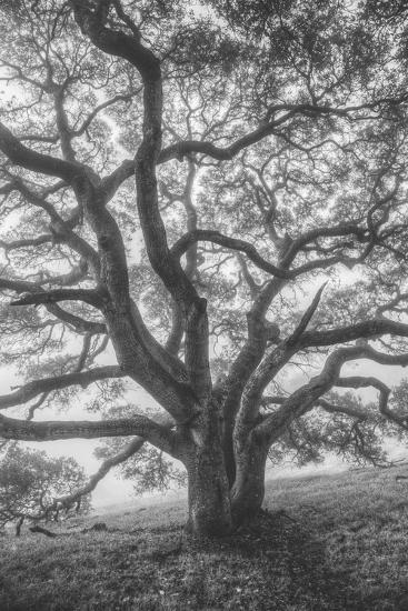 Wild Oak Tree in Black and White Portait, Petaluma, California ...