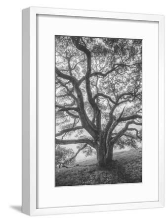 Wild Oak Tree in Black and White Portait, Petaluma, California ...
