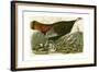 'Wild Turkey' Giclee Print - John James Audubon | Art.com