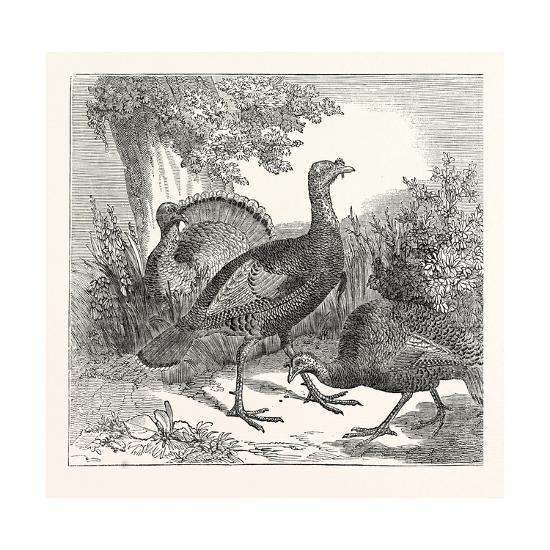 Wild Turkeys Giclee Print