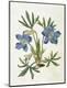 Cut-Leaved Violet or Bird'S-Foot Violet or Crowfoot Violet Giclee Print ...
