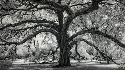 Oxley Oak, in front of Audubon Hall, LSU Quad Art Print - William Guion ...