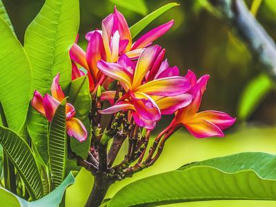 Frangipani Plumeria, Moorea, Tahiti, French Polynesia. Photographic ...
