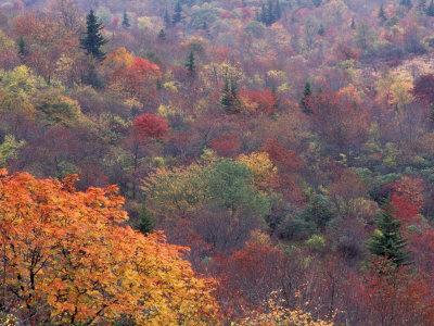 'Autumn color in the Great Smoky Mountains National Park, Tennessee ...