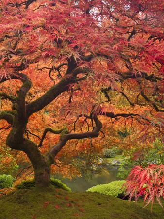 'Japanese Maple, Portland Japanese Garden, Oregon, USA' Photographic ...