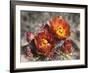 'Wolf's Cholla, Anza-Borrego Desert State Park, California, Usa ...