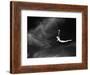 'Woman Performing Swan Dive' Photographic Print - Bettmann | Art.com