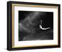 'Woman Performing Swan Dive' Photographic Print - Bettmann | Art.com
