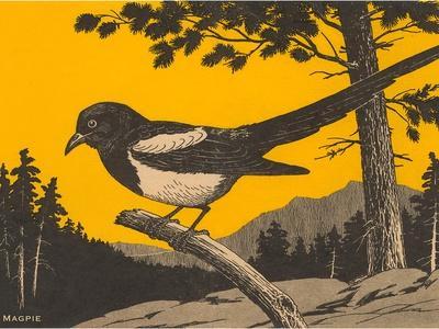 'Woodcut of Magpie' Art Print | Art.com