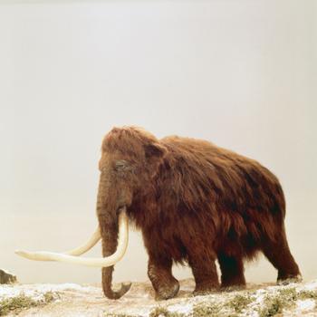 'Woolly Mammoth Prehistoric Reconstruction' Photographic Print - Arthur ...