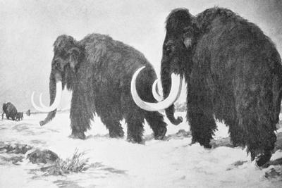 'Wooly Mammoths Trudging in Snow' Giclee Print | Art.com