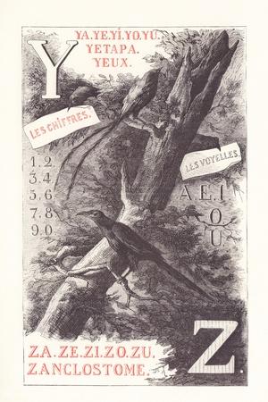 'Y Z: YA YE YI YO YU - Yetapa - ZA ZE ZI ZO ZU Eyes - Zanclostome,1879 ...