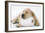 'Yellow Labrador Puppy Asleep on Toilet Roll, 9 Weeks' Photographic ...