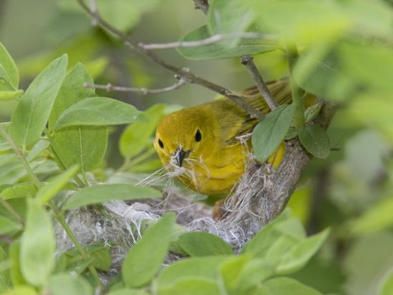 Yellow Warbler Male Building Nest, Pt. Pelee National Park, Ontario ...