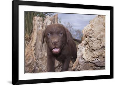 Chocolate Labrador Retriever puppy portrait Framed Photographic Print ...