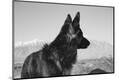 'German Shepherd in the Coachella Valley, California' Photographic ...