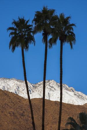'Palm Springs, California' Premium Photographic Print - Zandria Muench ...