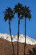 'Palm Springs, California' Premium Photographic Print - Zandria Muench ...