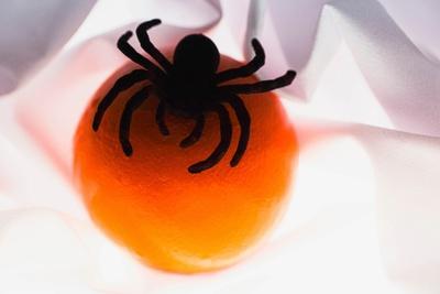 'Spiders and light' Photographic Print - Zandria Muench | Art.com